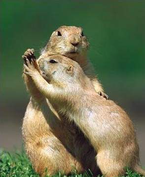 The unique way of judging tango styles: milonguero, salon and nuevo!