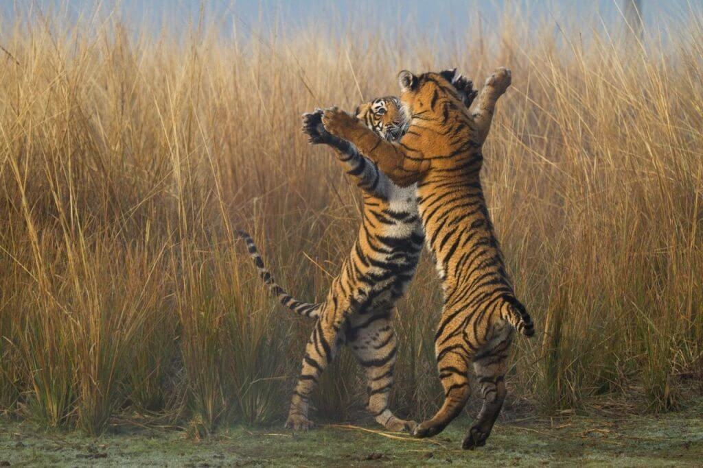 The unique way of judging tango styles: milonguero, salon and nuevo!